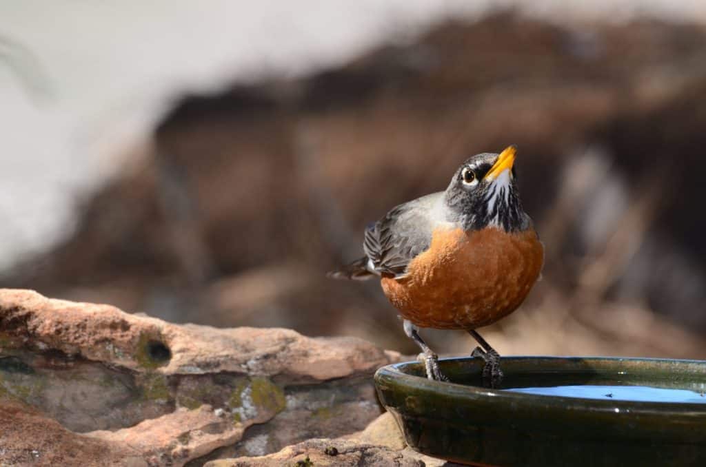What's the Difference Between a Male vs. Female Robin? How to Tell Them ...