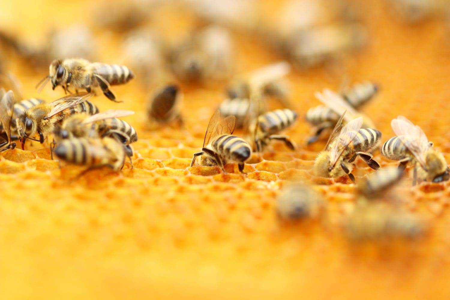 Beekeeper Uncovers a Massive Honey Bee Hive with Multiple Queens - A-Z ...