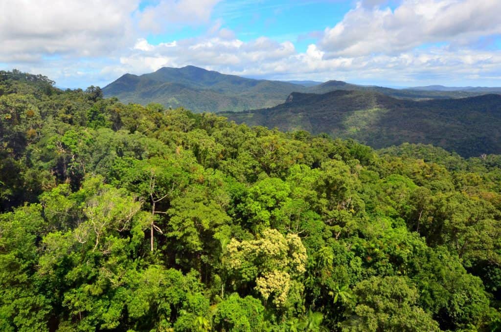 New Species Discovered in Queensland, Including a Rare Giant Stick ...