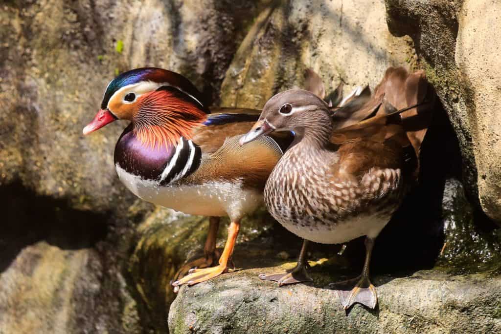 Drake or Hen? How to Tell Male and Female Ducks Apart - A-Z Animals