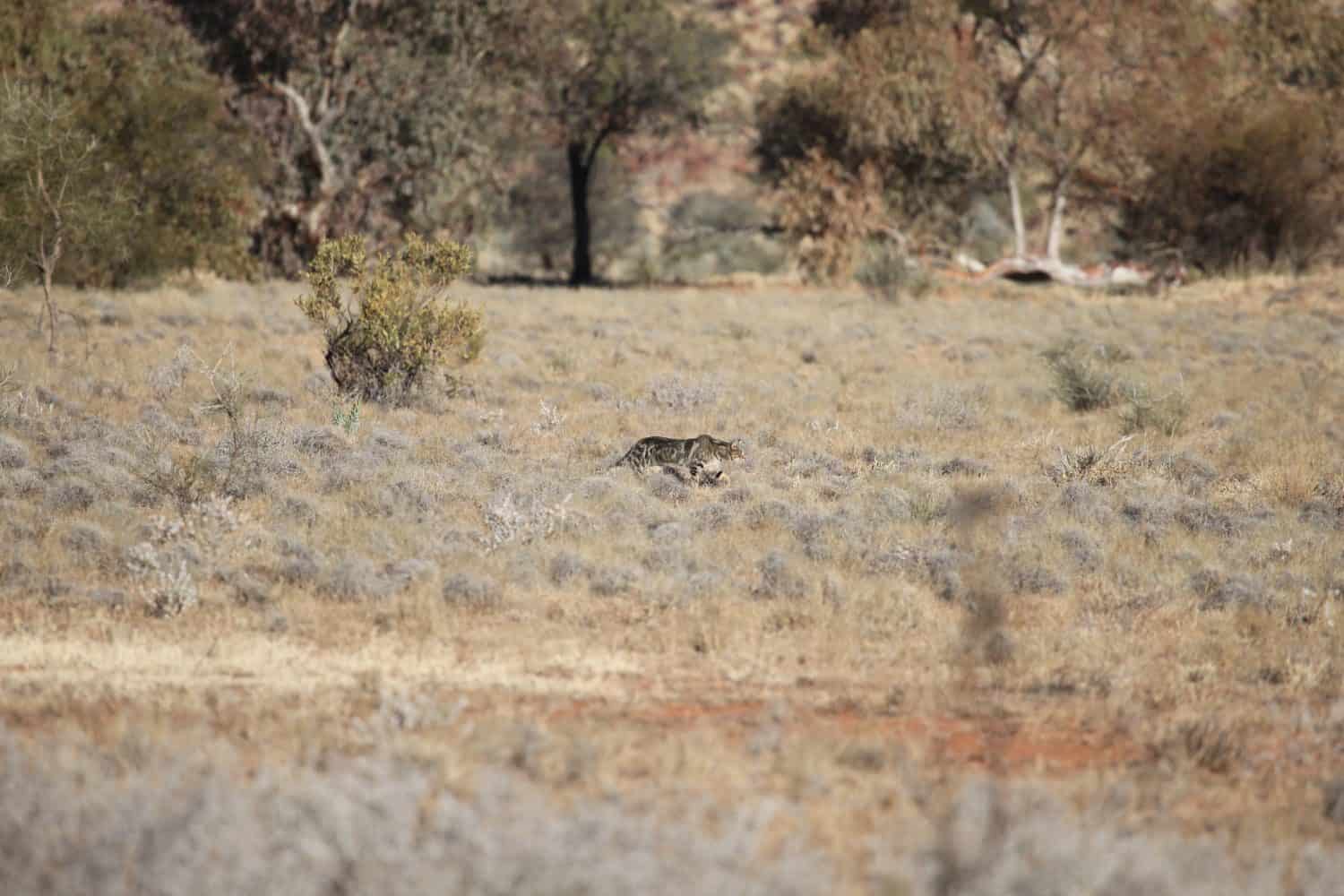 How Australia Is Fighting to Curb Its Feral Cat Population - A-Z Animals