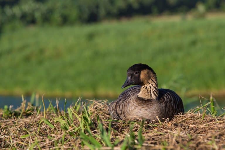 Hawaiian Goose (Nene) Pictures - AZ Animals
