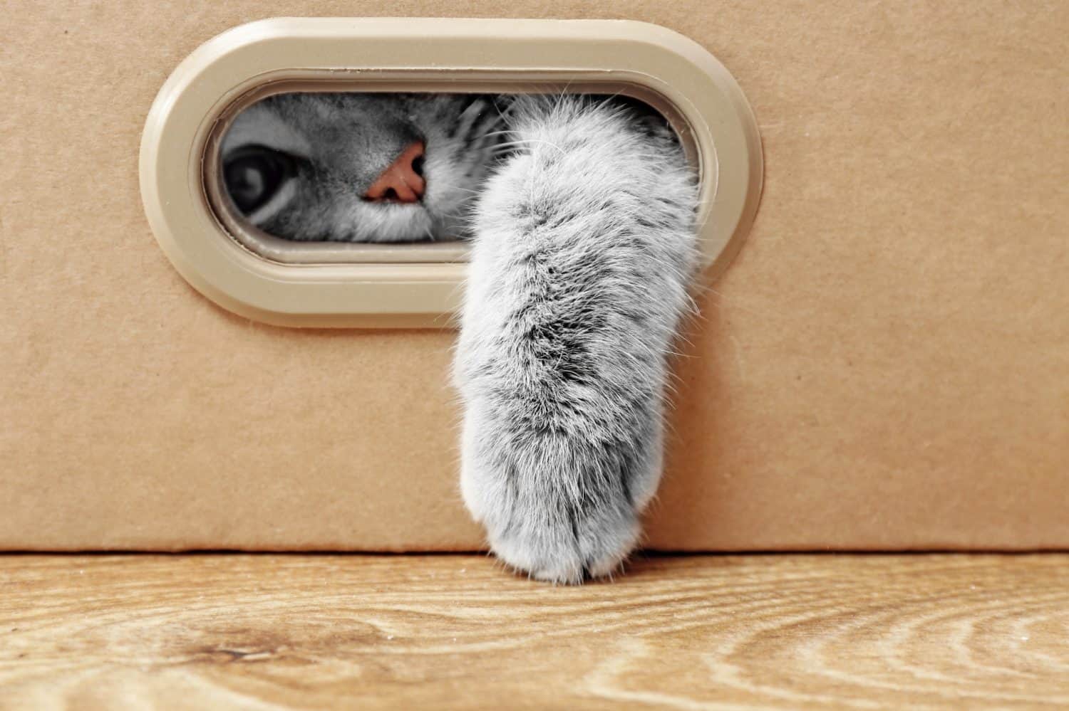Curl Up With These 31 Cozy Cats This Fall - A-Z Animals