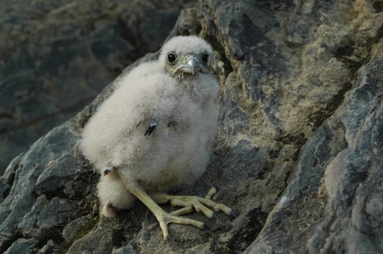 Need a Pick-Me-Up? These 37 Baby Animals Will Make Your Day - A-Z Animals