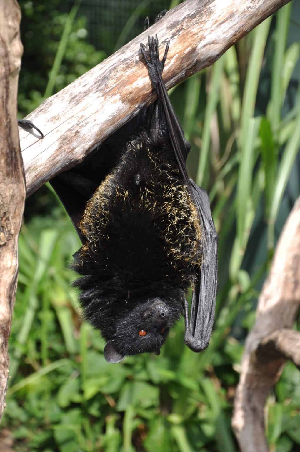 Which Megabat Rules the Skies? Meet the Largest Bats on Earth - A-Z Animals
