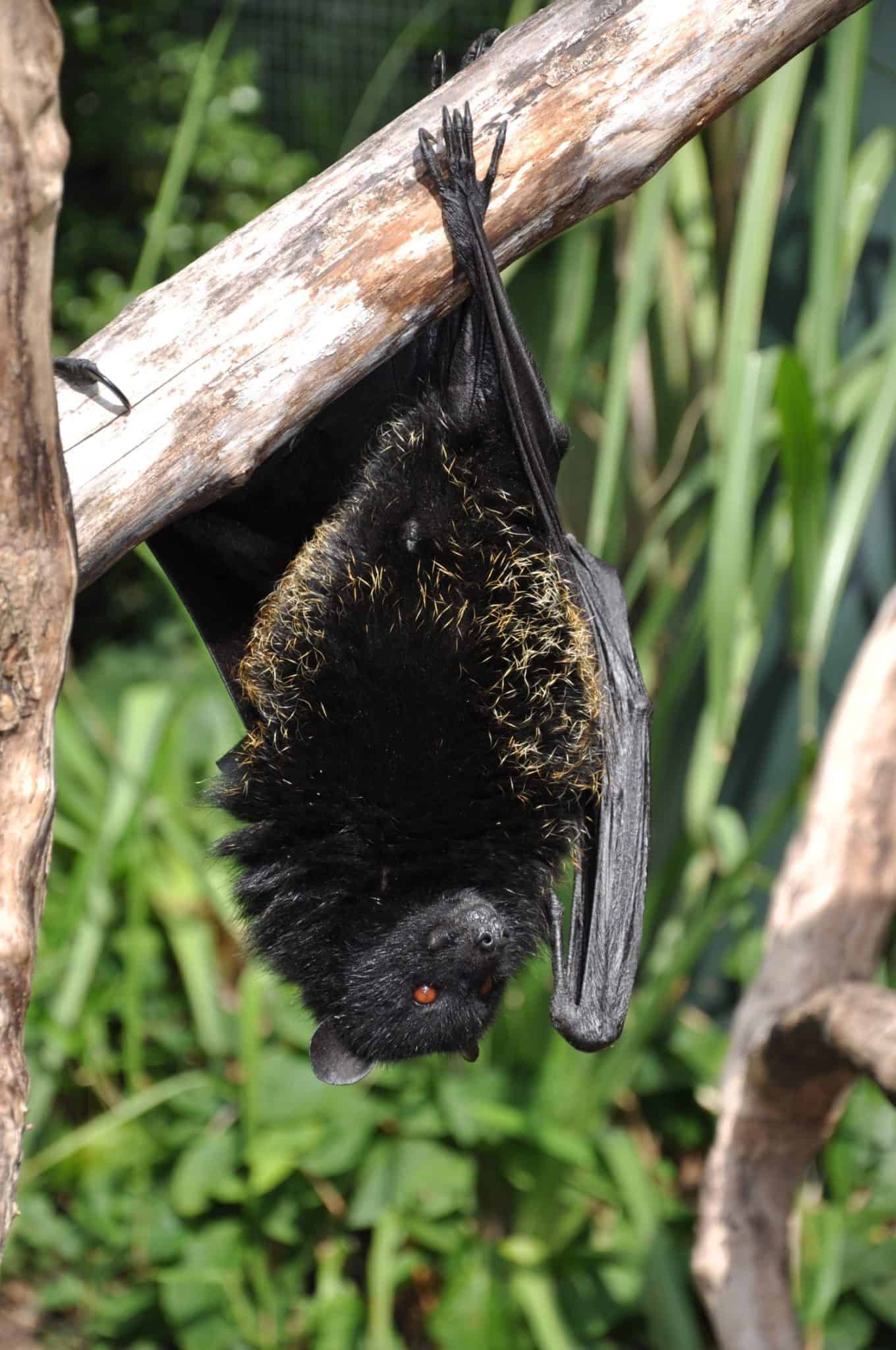 Which Megabat Rules the Skies? Meet the Largest Bats on Earth - A-Z Animals