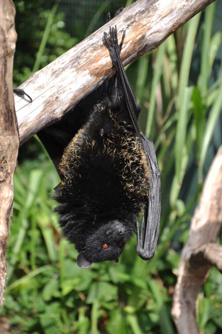Which Megabat Rules the Skies? Meet the Largest Bats on Earth - A-Z Animals