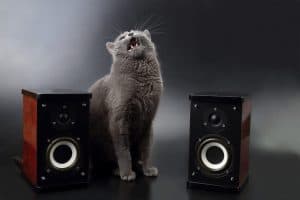 These Are 12 Sounds That Scare Cats the Most - A-Z Animals