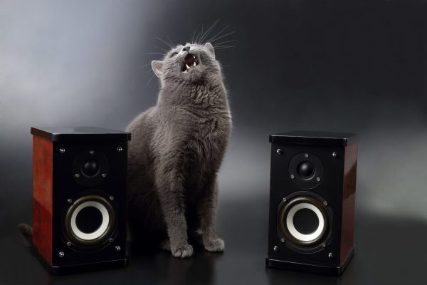 These Are 12 Sounds That Scare Cats the Most - A-Z Animals