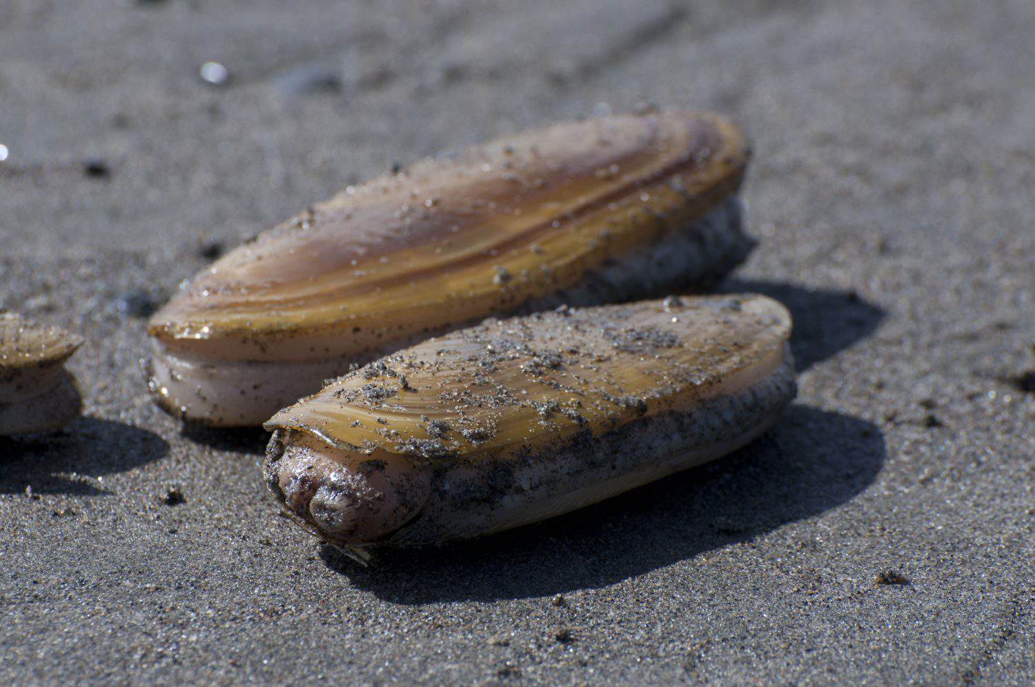 How to Catch Delicious Razor Clams for Dinner - A-Z Animals