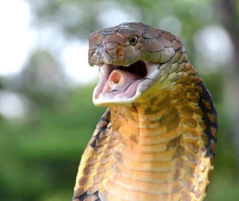 The Truth About Cobras and Their Hidden Fangs - A-Z Animals