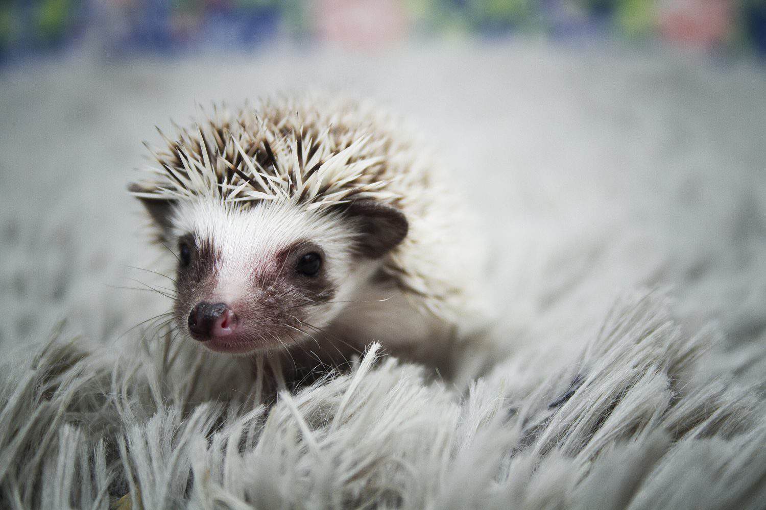 The Incredible Birth and Rapid Growth of Baby Hedgehogs - A-Z Animals
