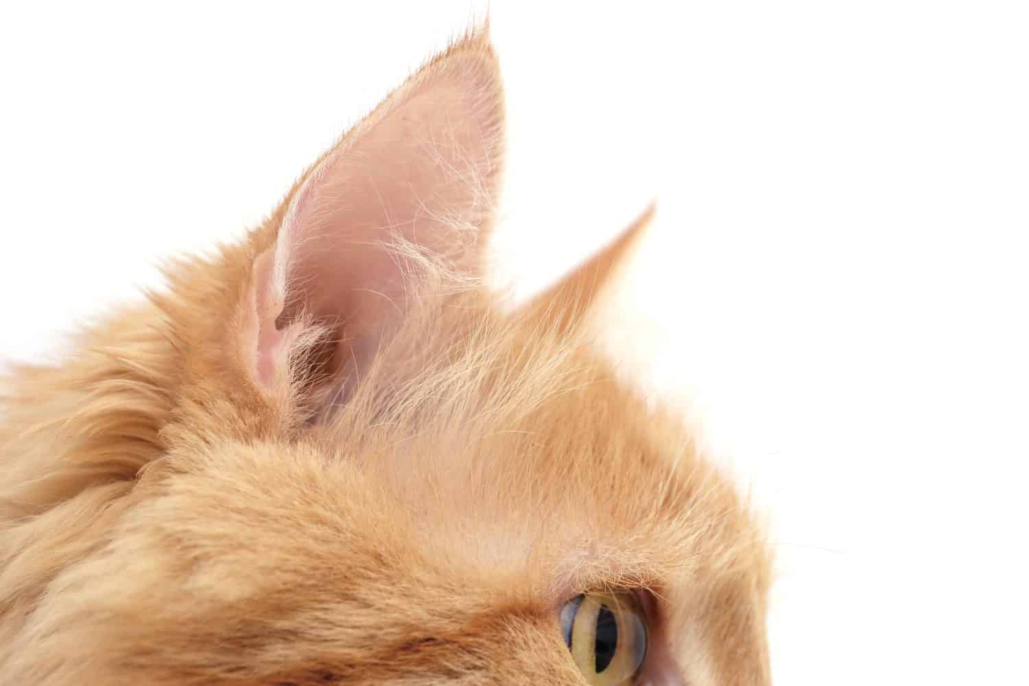 These Are 12 Sounds That Scare Cats the Most - A-Z Animals
