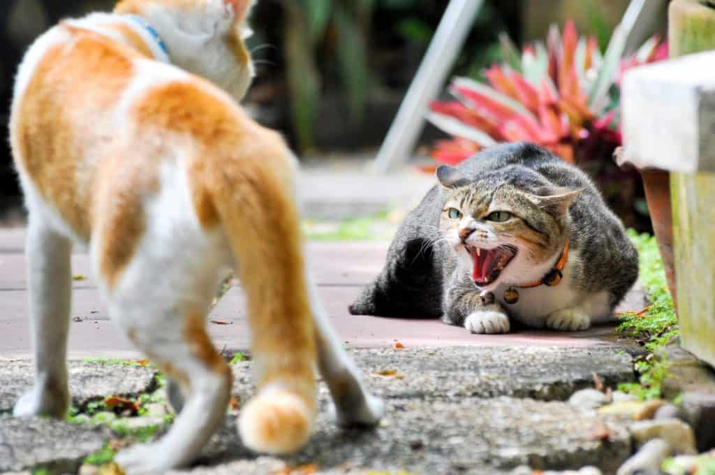A Cat Battle for the Ages - A-Z Animals
