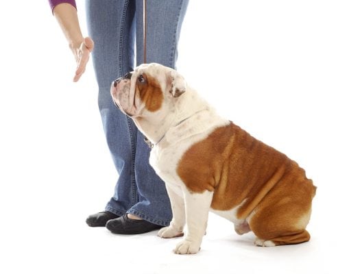 Expert Advice for Training Older Dogs - A-Z Animals