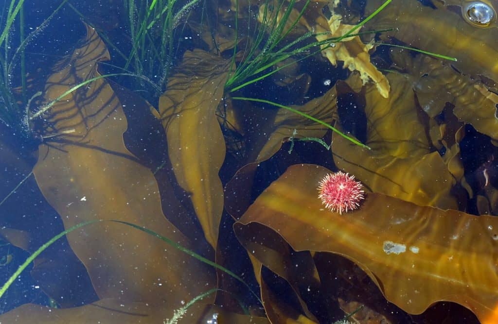 The Gentle Giant That Science Discovered and Destroyed in Three Decades ...