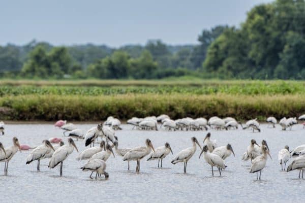 Rare Wood Stork Spotted in Wisconsin Thrills Birdwatchers - A-Z Animals
