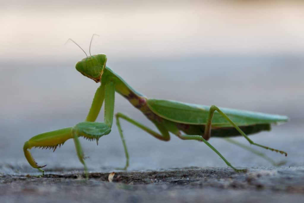 The Deadly Parasite That Forces Praying Mantises to Drown - A-Z Animals