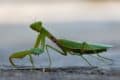 The Deadly Parasite That Forces Praying Mantises to Drown - A-Z Animals