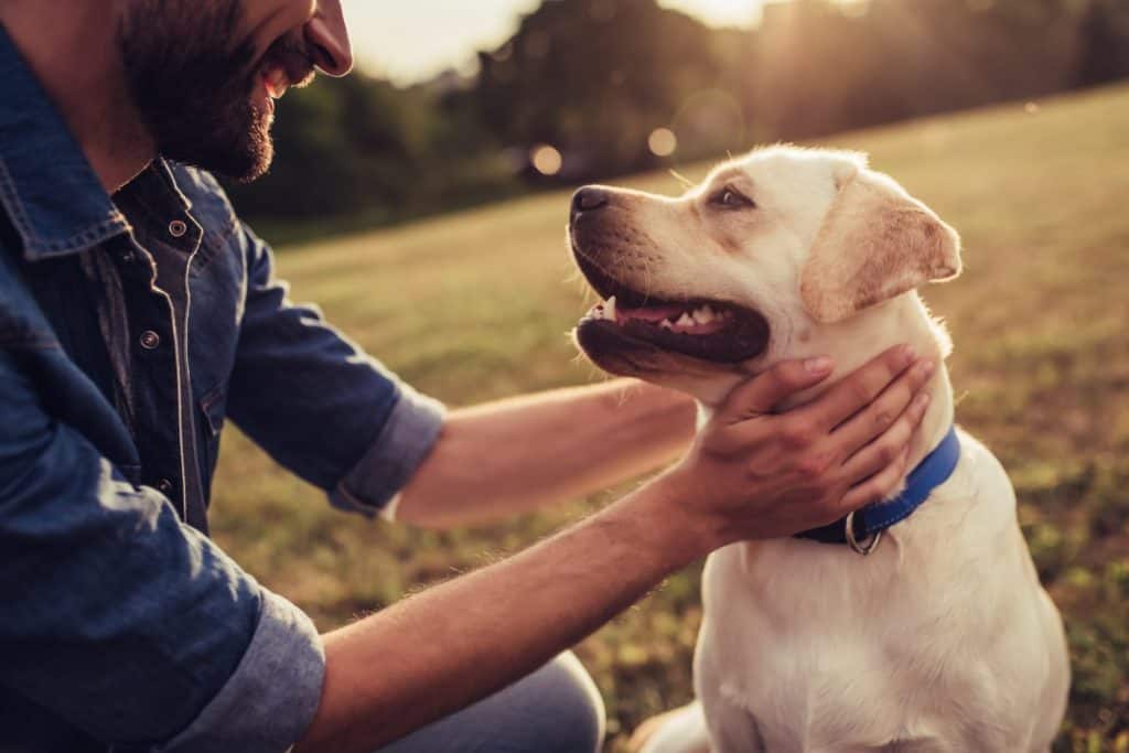 Why Dogs Are So Loyal to Humans - A-Z Animals