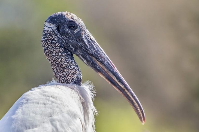 Rare Wood Stork Spotted in Wisconsin Thrills Birdwatchers - A-Z Animals