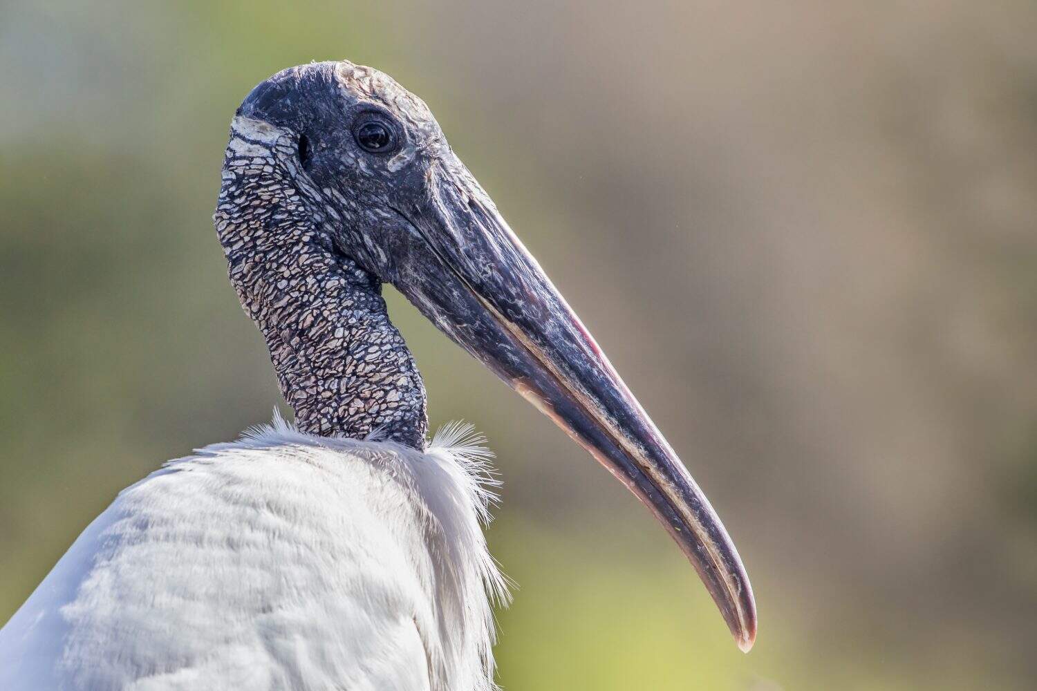 Rare Wood Stork Spotted in Wisconsin Thrills Birdwatchers - A-Z Animals