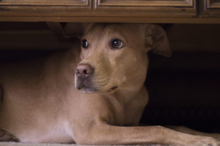 These Are 9 Noises That Dogs Absolutely Hate - A-Z Animals