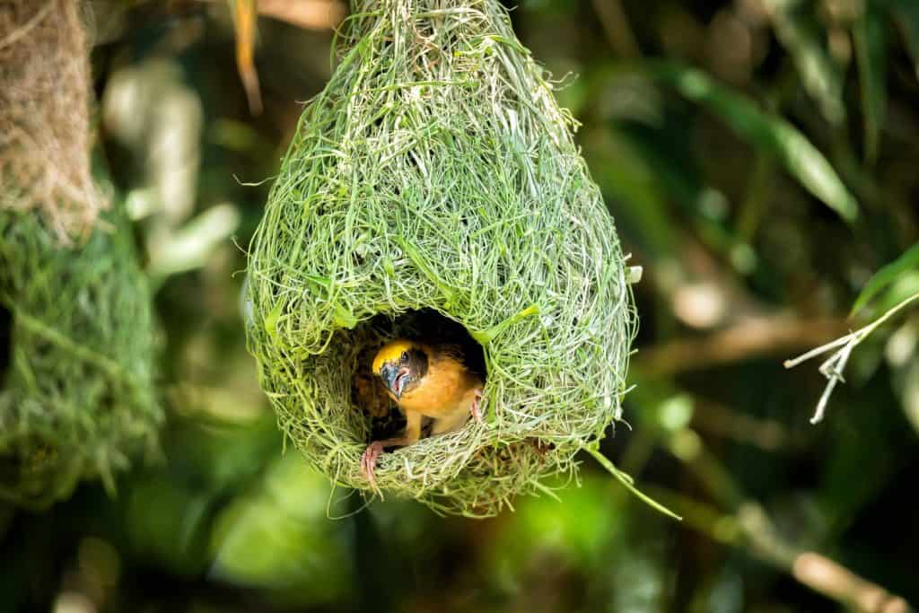 The World's Most Interesting Bird Nests - A-Z Animals