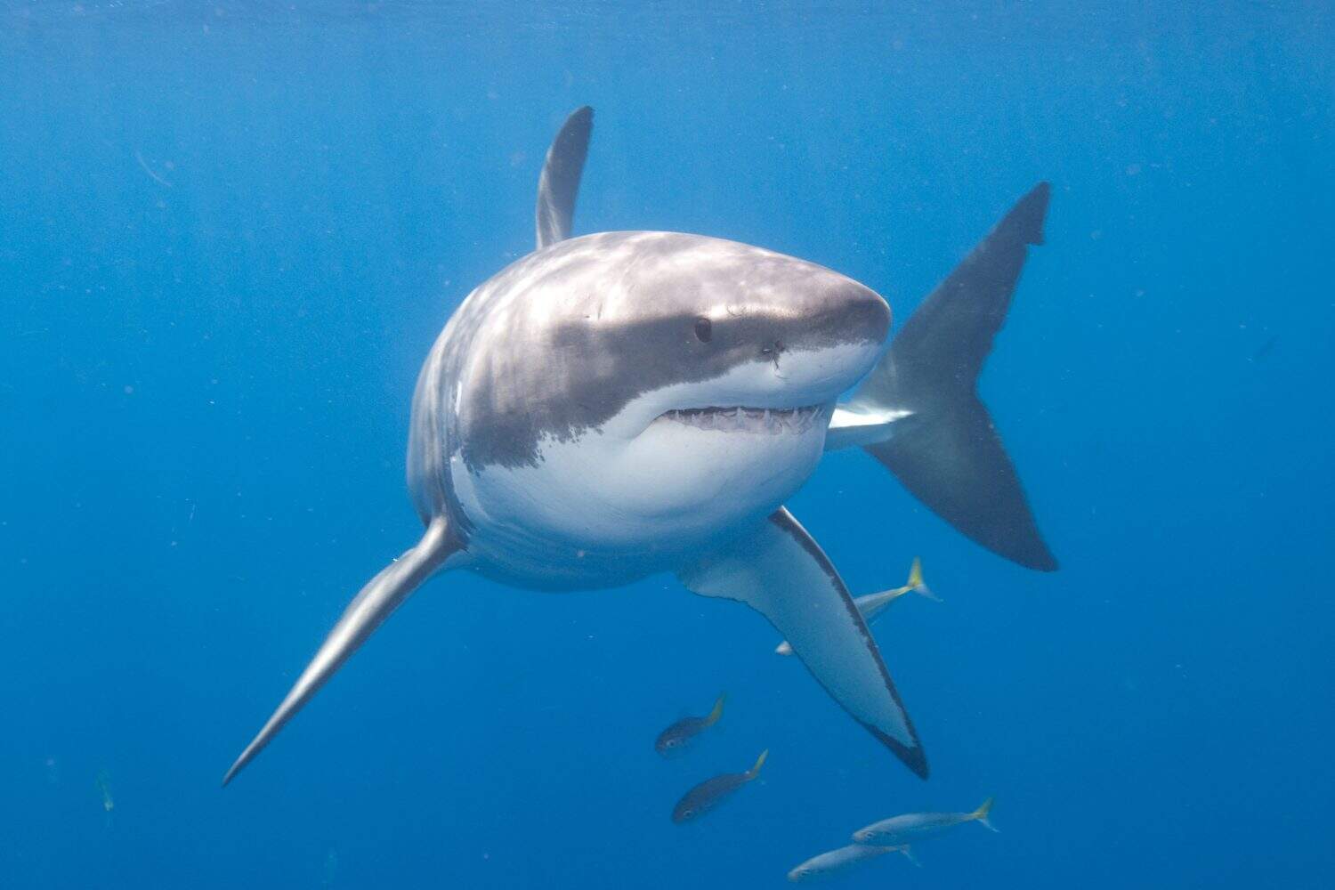 A Truly Ginormous Great White Shark Is on the Move - A-Z Animals