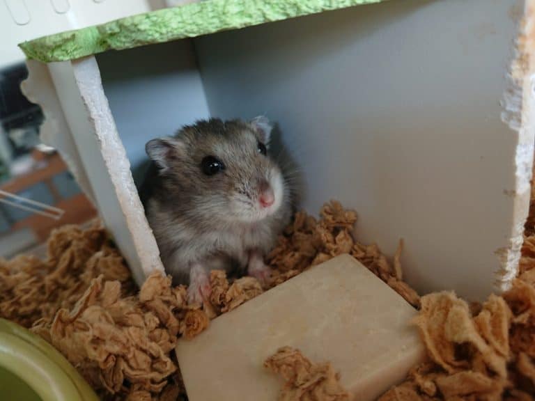 What Your Hamster Is Trying to Tell You - A-Z Animals