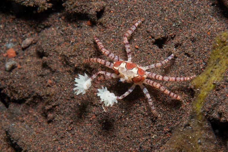 The Sea’s Tiny Gladiator: Why This Crab Never Goes Anywhere Without Its ...