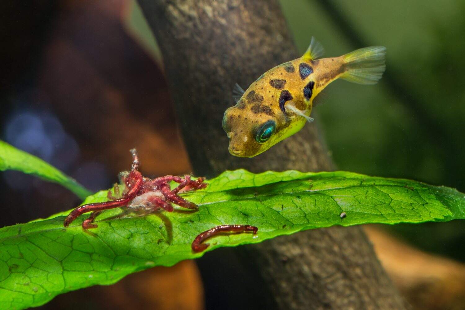 Pea Puffer Fish Facts - Carinotetraodon travancoricus - A-Z Animals