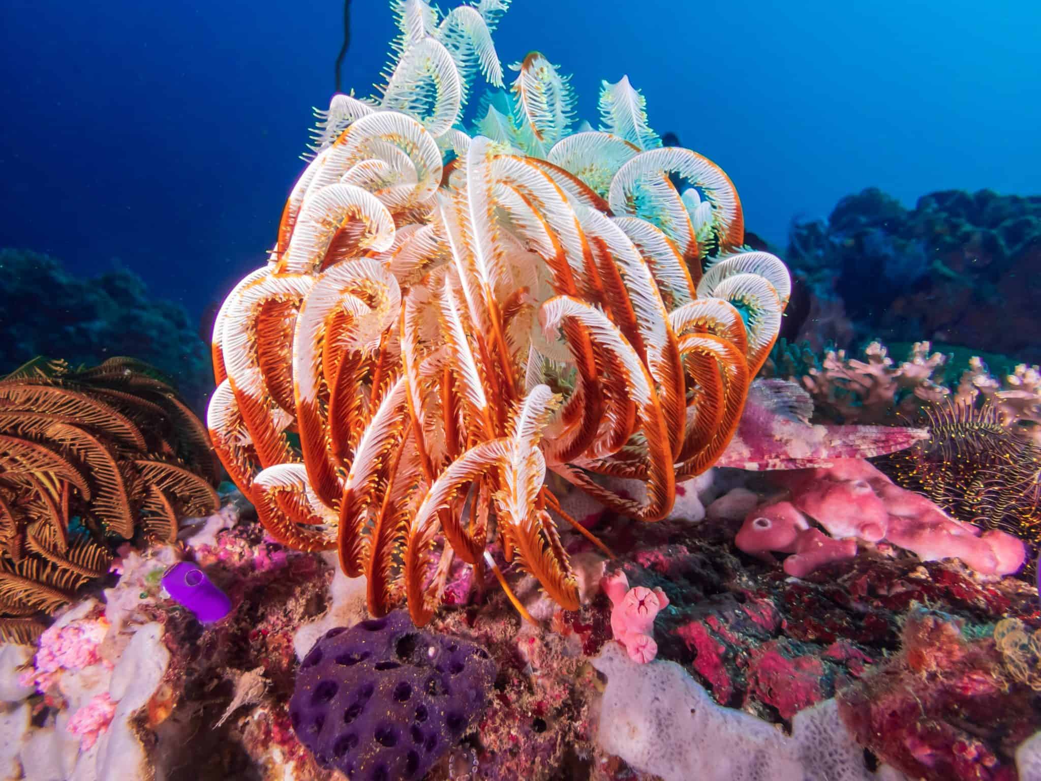 See the Alien-Like Creature With 20-Arms Scientists Just Discovered in ...