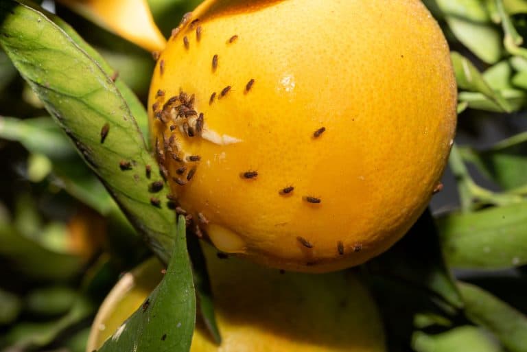 What Do Fruit Flies Eat? Why These Tiny Insects Love Your Kitchen - A-Z ...