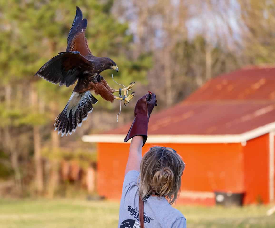 How This Hit Songwriter Found Freedom in Falconry - A-Z Animals