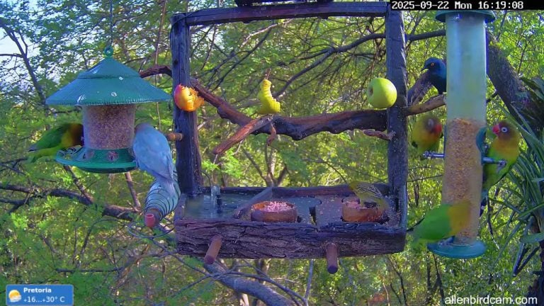 Discover the Most Stunning Live Bird Cams Across the World - A-Z Animals