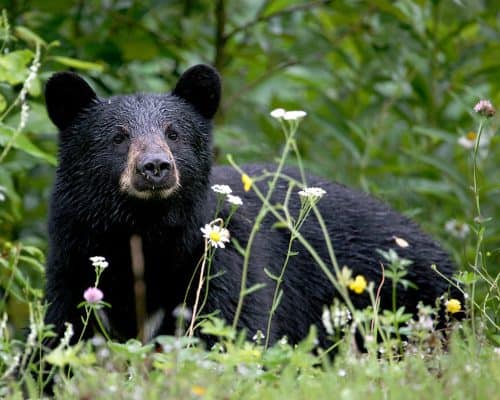 Binocular Vision - A-Z Animals