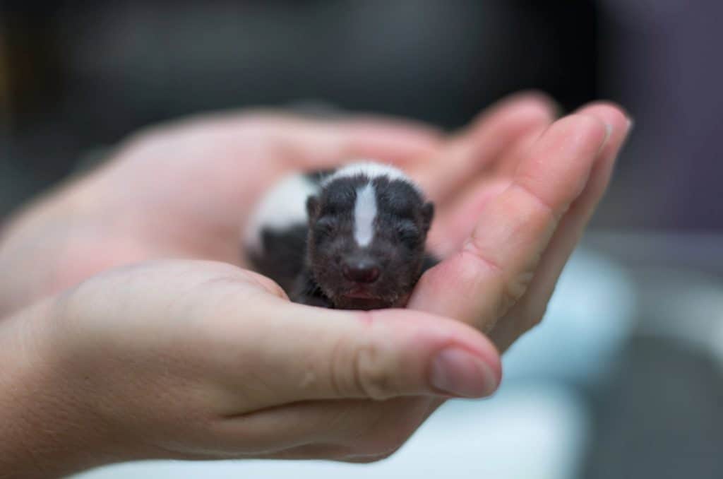 Marshmallow the Baby Skunk Dazzles the Cincinnati Zoo - A-Z Animals