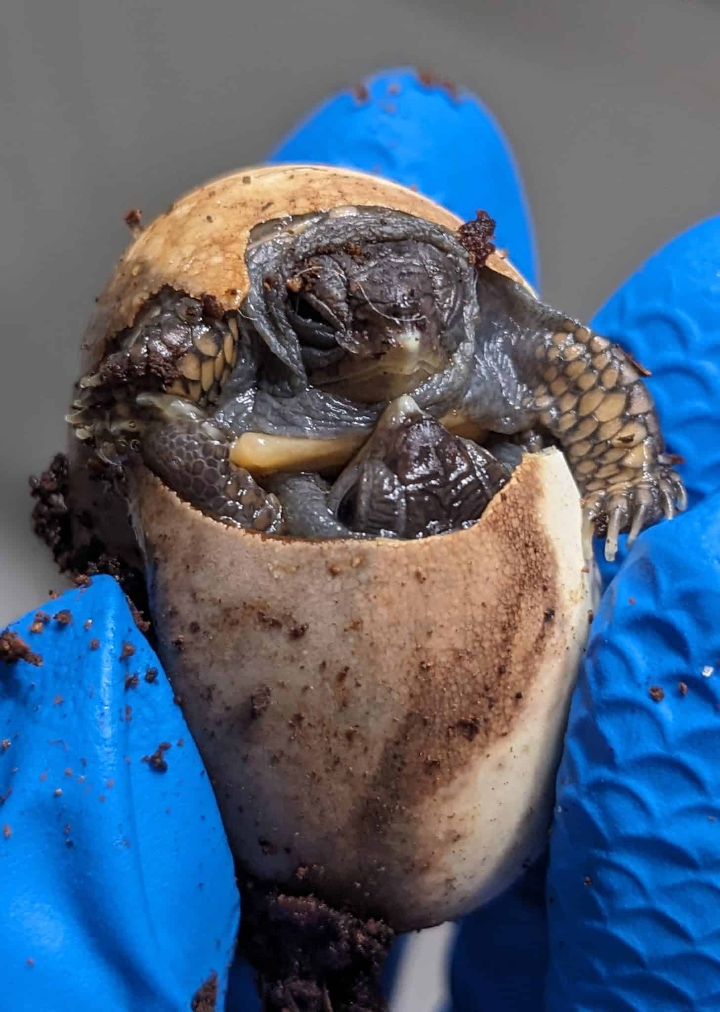 These Rare, Tiny Turtles Offer Big Hope - A-Z Animals
