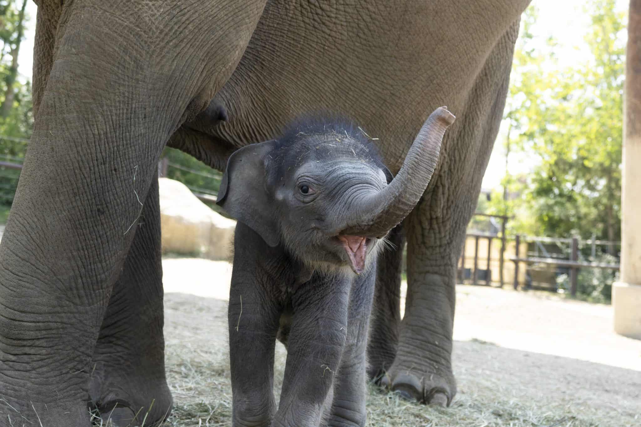 Meet Rita Jean, the Columbus Zoo's Newest Resident - A-Z Animals
