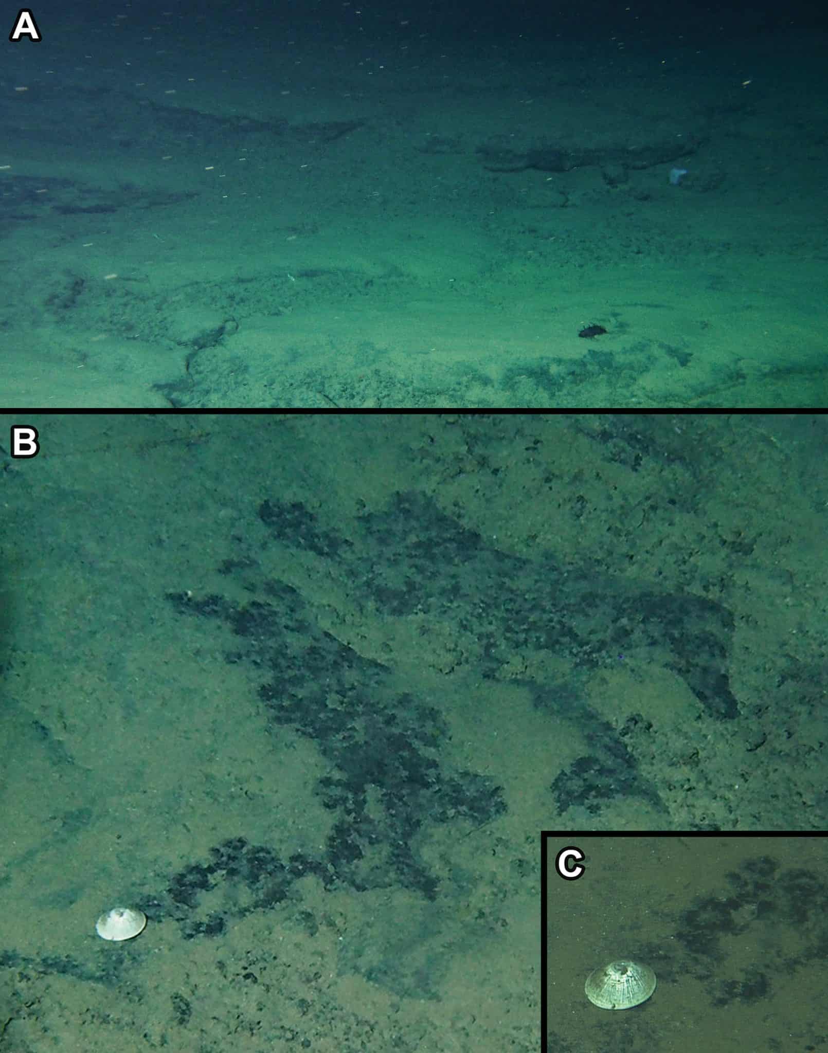 This Newly Discovered Mollusk Fills an Evolutionary Gap - A-Z Animals
