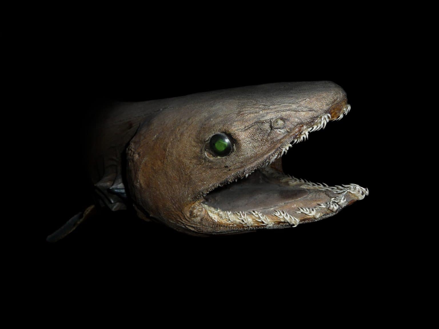 Discover How and Why Hammerhead Sharks Got Their Famous Heads - A-Z Animals