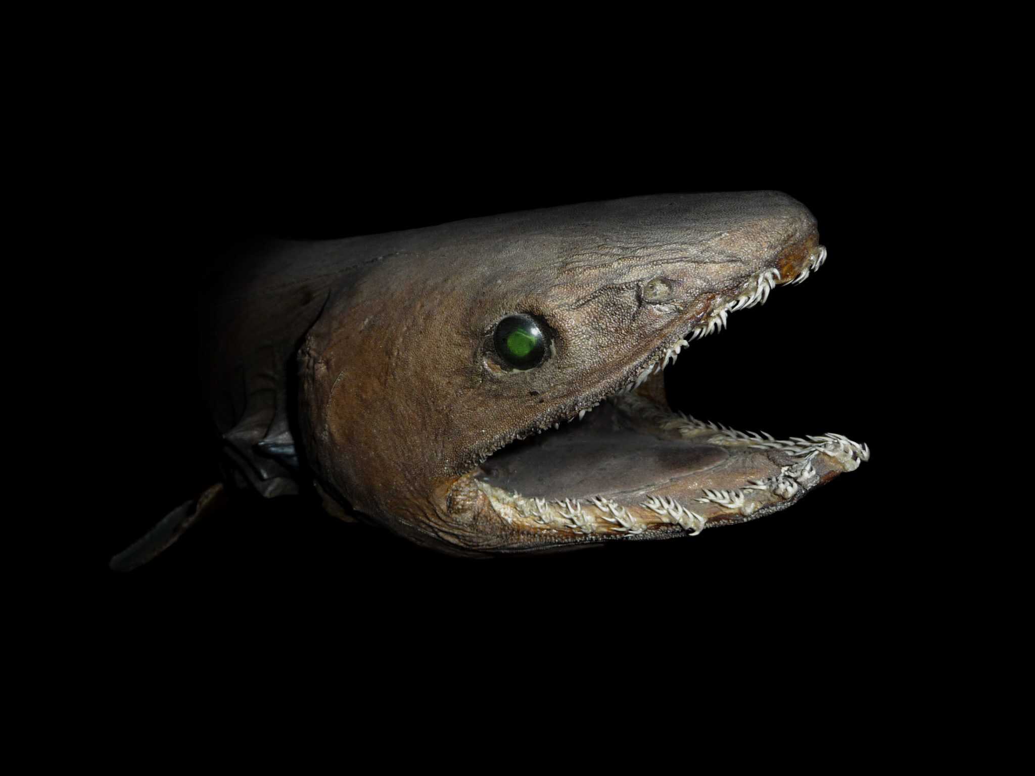 Frilled Shark Fish Facts - Chlamydoselachus anguineus - A-Z Animals