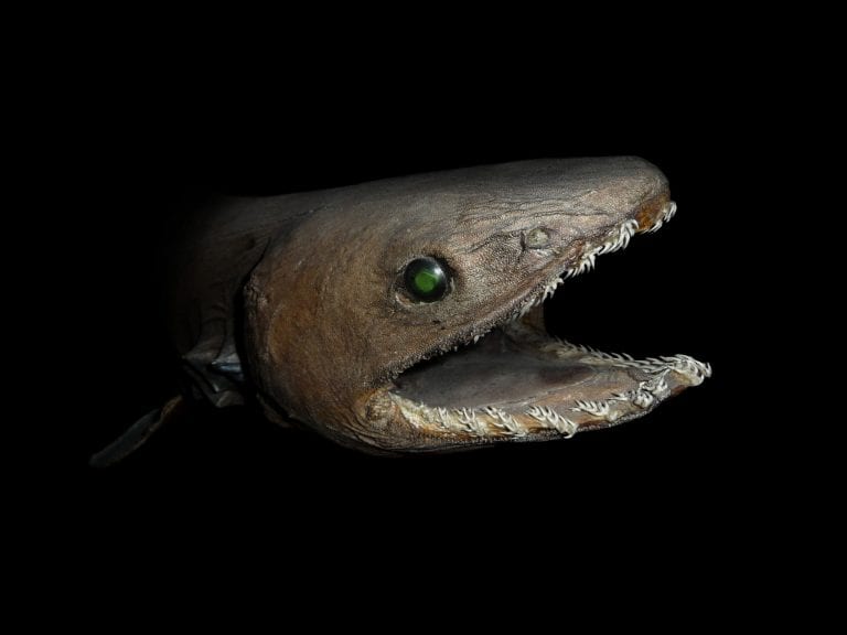Frilled Shark Fish Facts - Chlamydoselachus anguineus - A-Z Animals