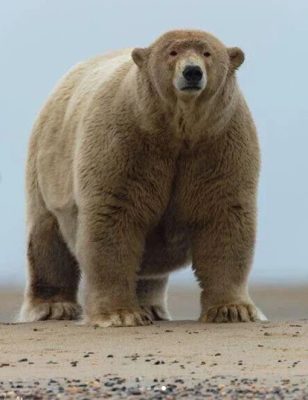 These Chonky Bears Have Us Ready for Fat Bear Week - A-Z Animals