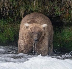 These Chonky Bears Have Us Ready for Fat Bear Week - A-Z Animals