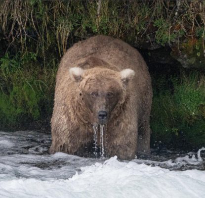 These Chonky Bears Have Us Ready for Fat Bear Week - A-Z Animals