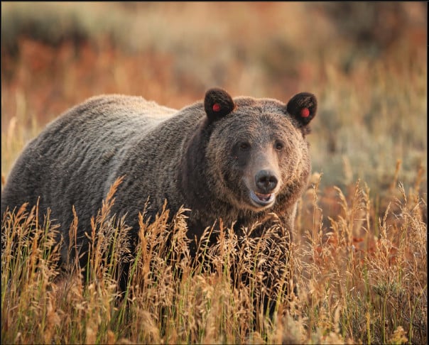 These Chonky Bears Have Us Ready for Fat Bear Week - A-Z Animals