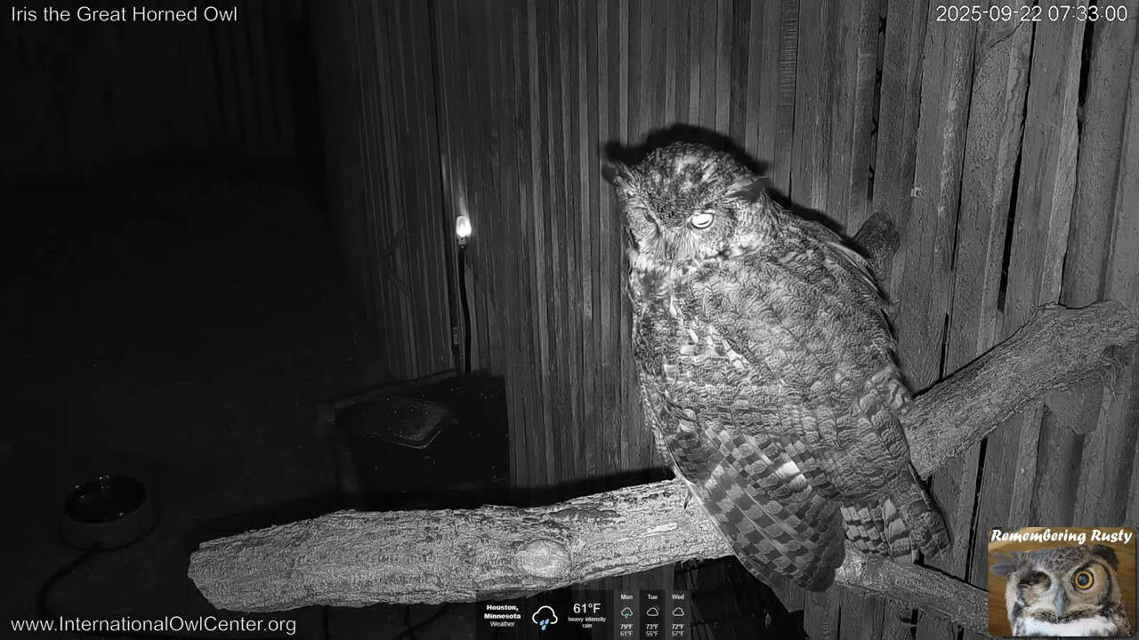 Discover the Most Stunning Live Bird Cams Across the World - A-Z Animals