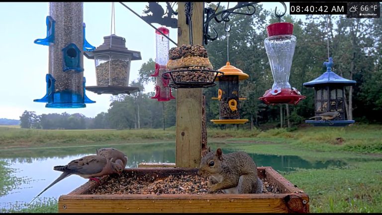 Discover the Most Stunning Live Bird Cams Across the World - A-Z Animals